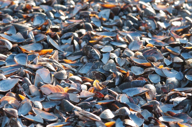 Empty Mussel Shells stock image. Image of plenty, scrap - 21104929