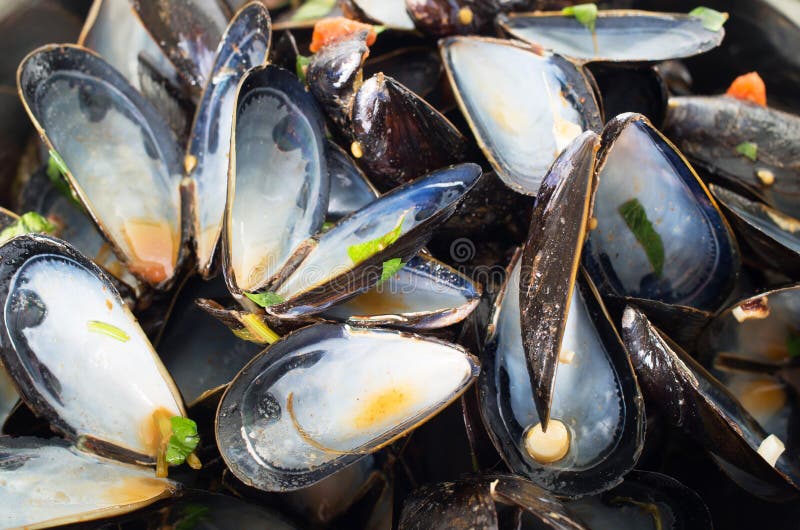 Empty mussel shells stock photo. Image of european, checked - 44479806