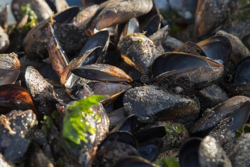 Empty mussel shells stock photo. Image of nature, blue - 117758362