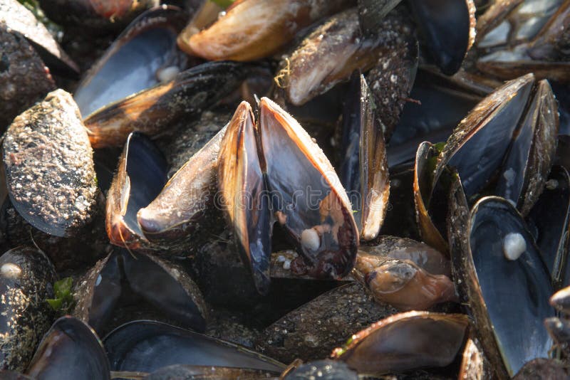 Empty mussel shells stock photo. Image of empty, ocean - 117758370