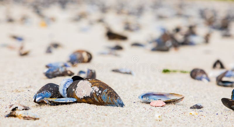 Empty Mussel Shells Washed Up on a Beach on the Western Seaboard of ...