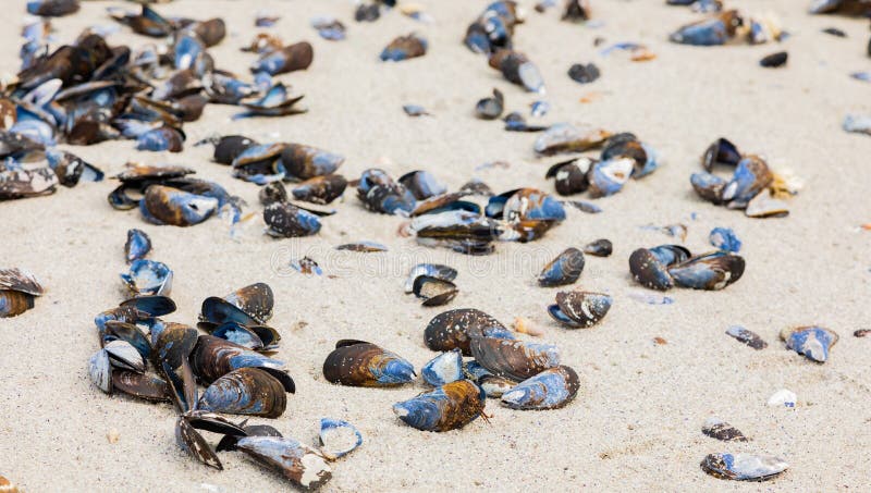 Empty Mussel Shells Washed Up on a Beach on the Western Seaboard of ...
