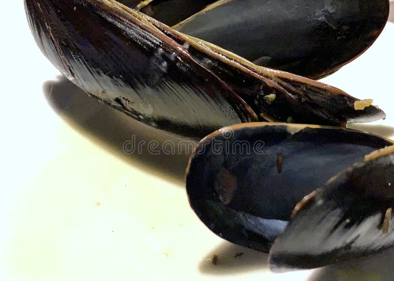 Empty Mussel Shells on a White Plate Stock Image - Image of empty ...