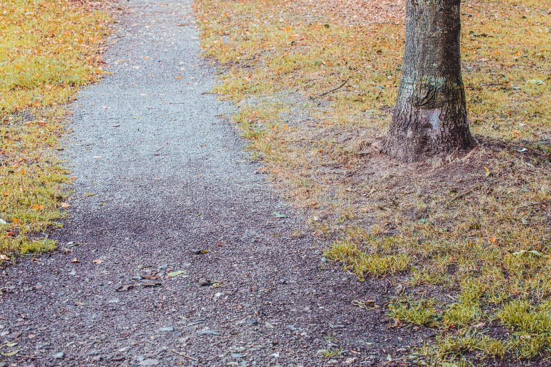 Empty Narrow Path through the Forest Stock Image - Image of nature ...