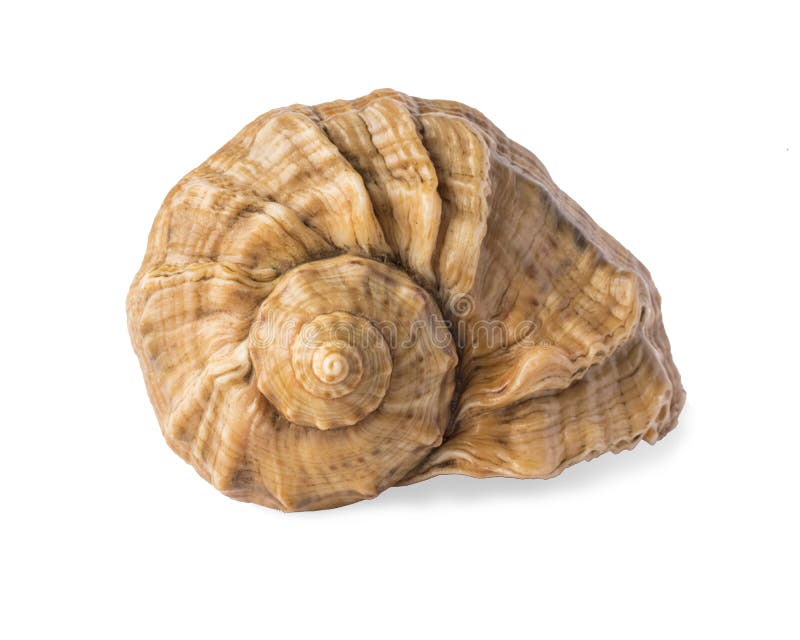 Empty Sea Shell, Isolated on White Background Stock Photo - Image of ...