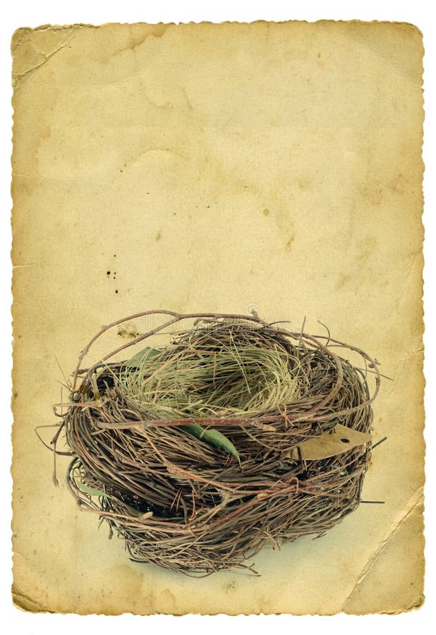 Empty nest stock image. Image of nest, layer, vintage - 19158619