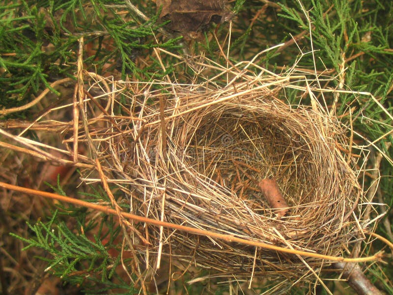 Empty nest stock photo. Image of brown, business, bird, branches - 27788