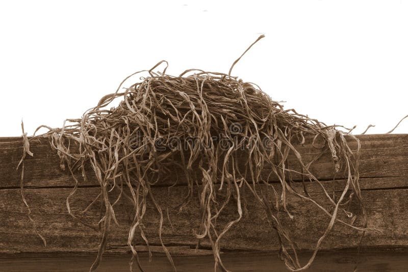 Empty nest stock image. Image of empty, chicks, bird, birds - 839019