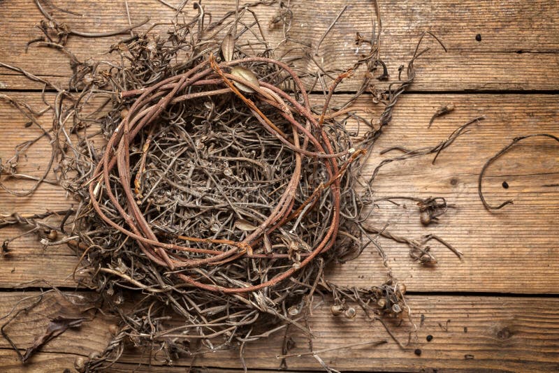 Empty nest stock photo. Image of leaves, season, nature - 39680734