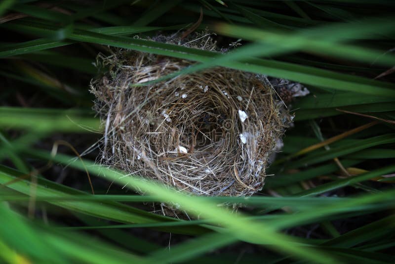 Empty Nest stock image. Image of life, green, birds, bird - 99579059