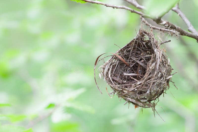 Empty Nest stock image. Image of forest, twigs, bird - 71805171