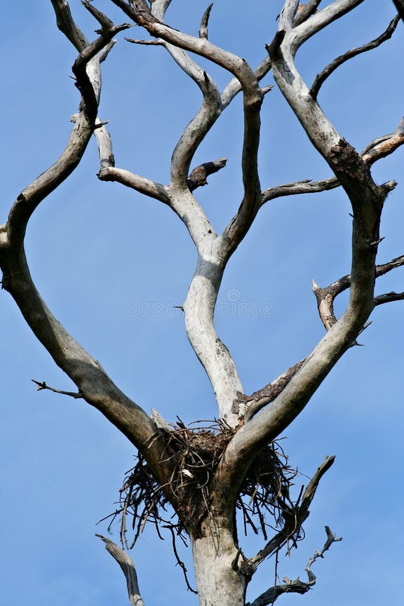 Empty Nester stock photo. Image of dead, branches, twigs - 8803764