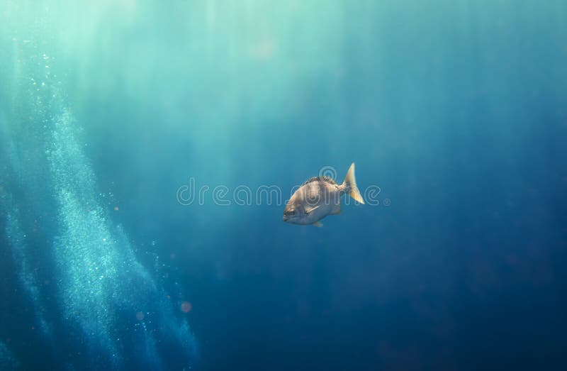 Empty ocean stock image. Image of illumination, sunlight - 39352297