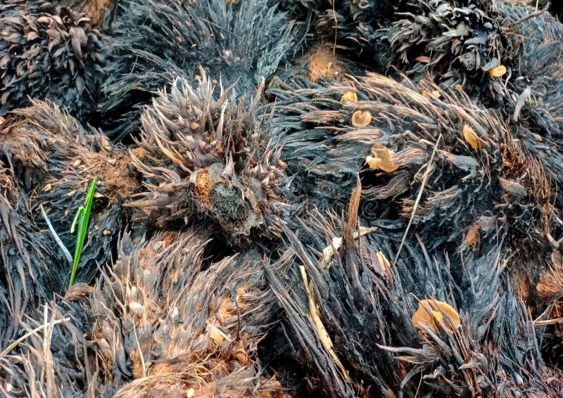 Oil Palm Empty Fruit Bunch