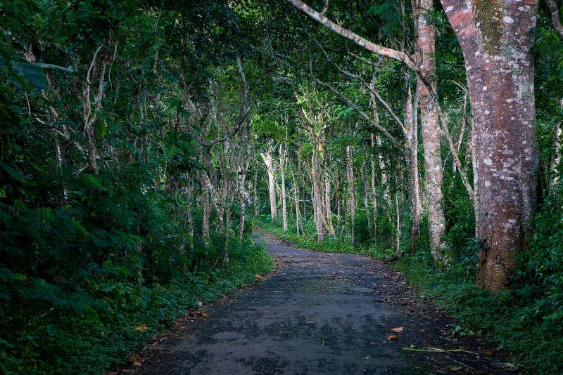 Empty the Old Road in the Jungle with Fallen Leaves Stock Image - Image ...