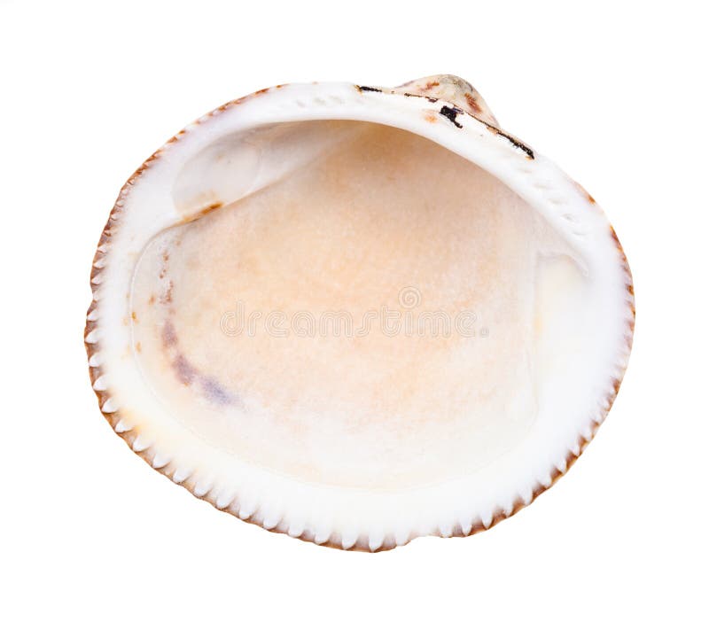 736 Old Clam Shell Stock Photos - Free & Royalty-Free Stock Photos from ...
