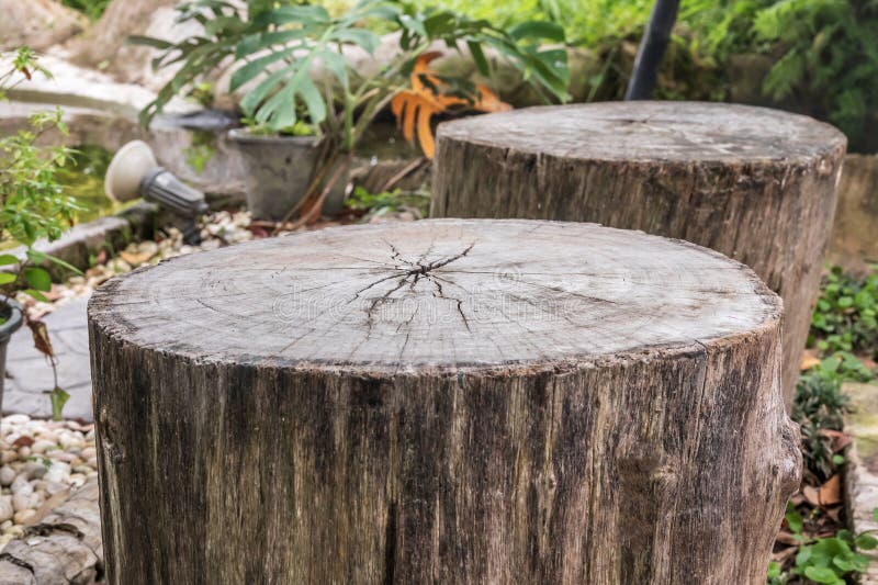 Empty Tree Stump Table Top with Blur Green Tropical Garden Background ...