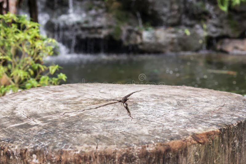 Empty Old Tree Stump Table Top with Blur Green Tropical Garden ...