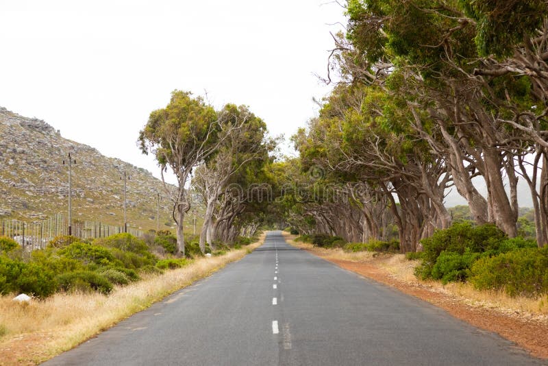 Empty Open Road with Avenue of Trees in Cape Town Stock Photo - Image ...