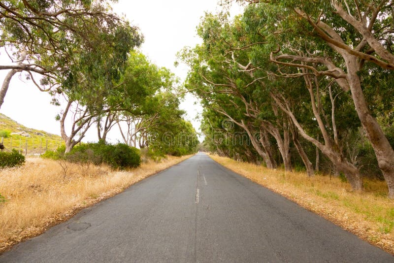 Empty Open Road with Avenue of Trees in Cape Town Stock Image - Image ...