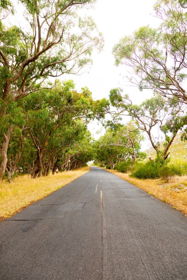 Empty Open Road with Avenue of Trees in Cape Town Stock Image - Image ...