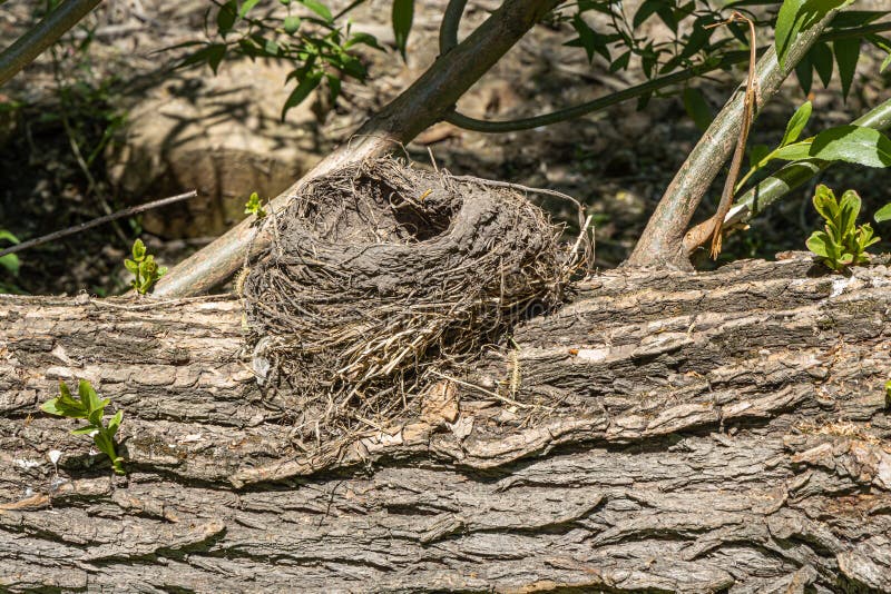 Empty Orange Bird Nest is on a Brown Tree Stock Image - Image of animal ...