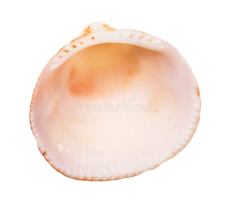 Empty Orange and Pink Shell of Cockle Isolated Stock Photo - Image of ...