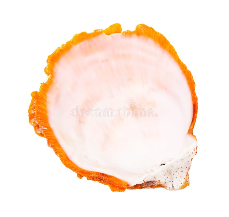 Orange Seashell of Isolated on White Stock Photo - Image of nature ...