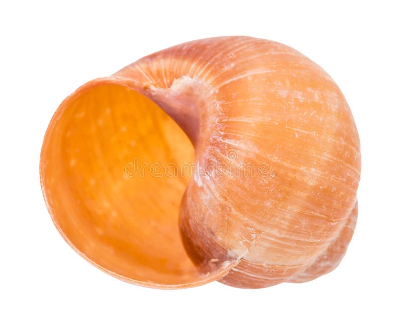 Orange sea shell stock photo. Image of relaxing, nature - 1666864