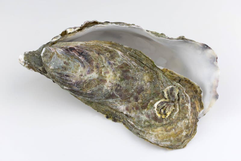 Empty oyster, background stock photo. Image of plate - 80544198