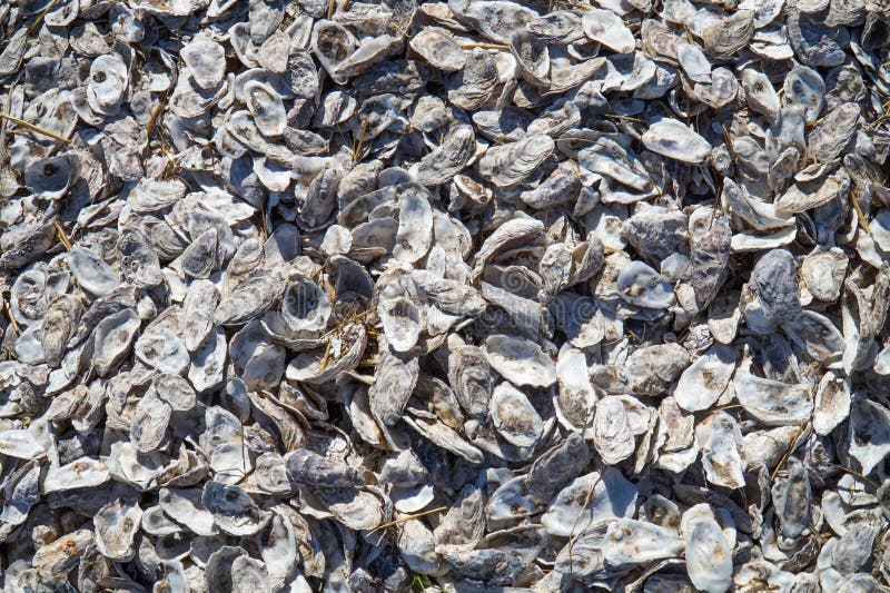 Empty Oyster Shells are Stacked Together. Stock Photo - Image of ...