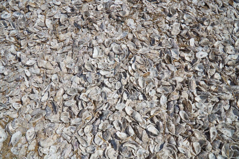 Empty Oyster Shells are Stacked Together. Stock Image - Image of oyster ...