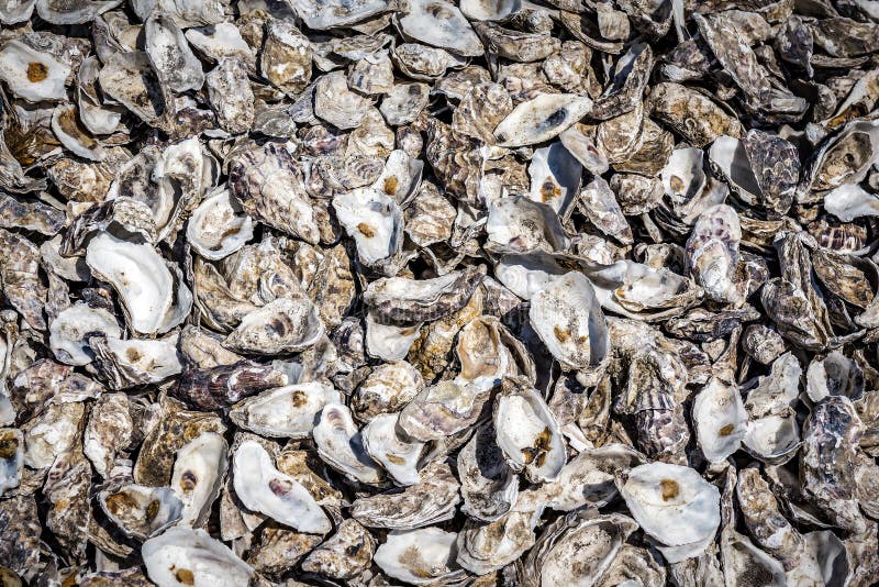 Empty Oyster Shells Texture Stock Photo - Image of crustacean, gourmet ...