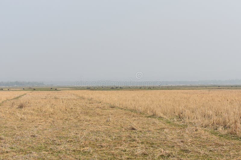 An empty paddy field stock image. Image of people, grass - 271615959