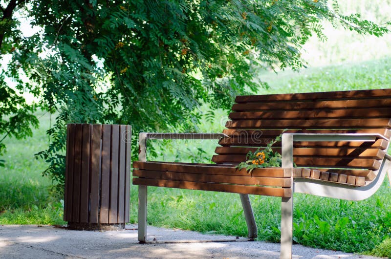 Empty Park Bench Next To Rowan Bush on an Early Summer Morning Stock ...