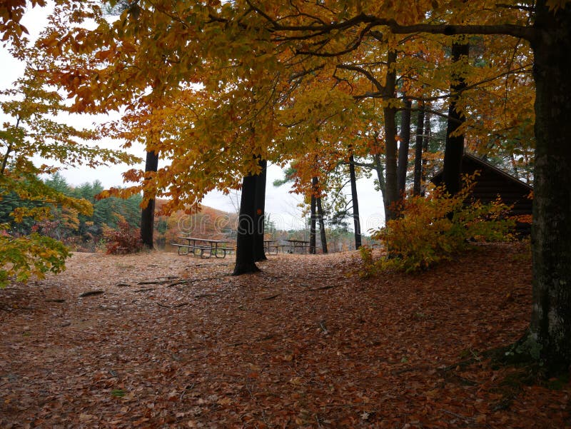 Empty Park with Fall Foliage Stock Image - Image of october, pine ...
