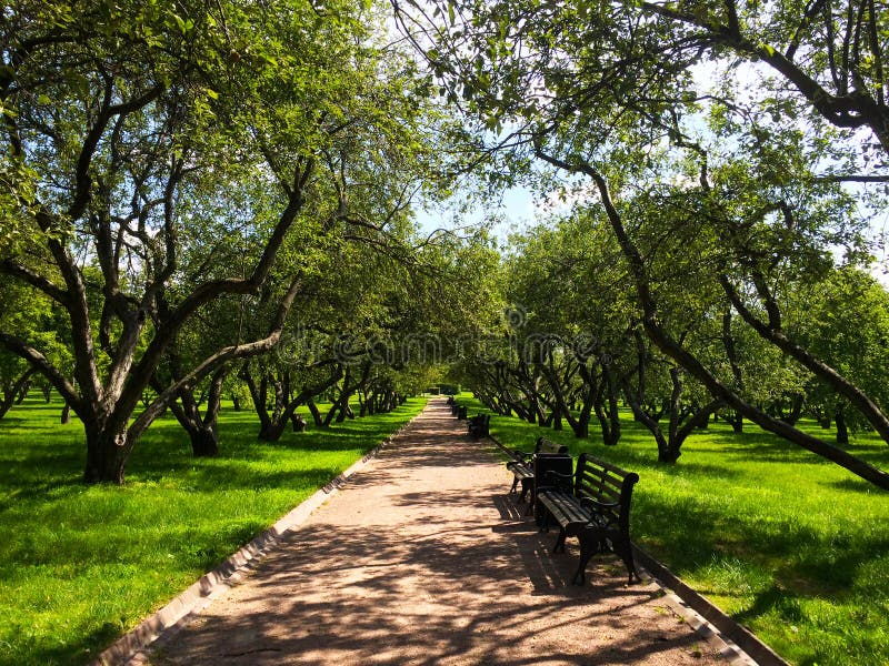 Empty Park. Path, Leaving in Perspective Stock Image - Image of ...