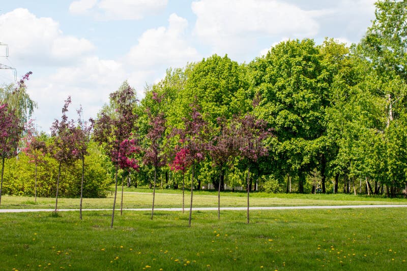 An Empty Park without People during a Quarantine, a Coronavirus ...