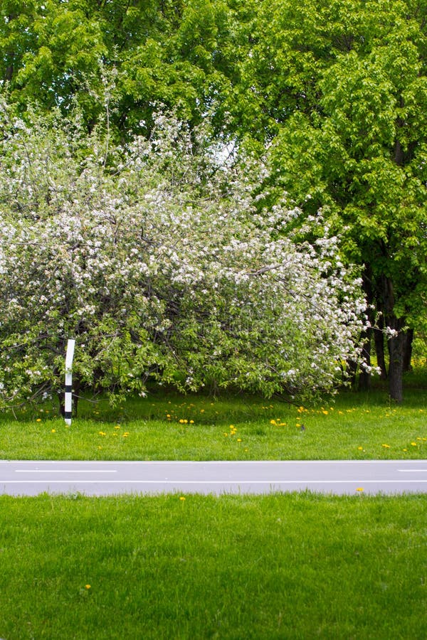 An Empty Park without People during a Quarantine, a Coronavirus ...