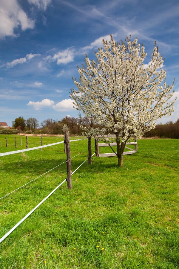 Empty Pasture for Cattle in Spring Stock Photo - Image of spring ...