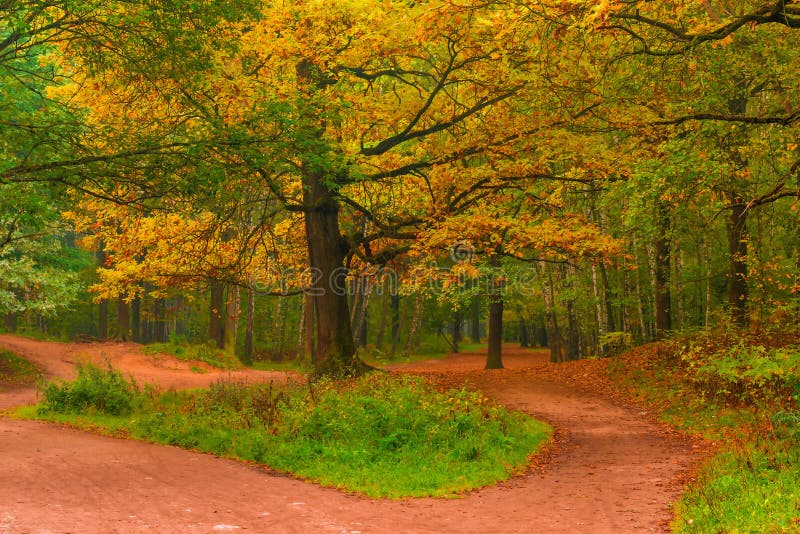 Empty Path in Autumn Forest Stock Image - Image of empty, locations ...