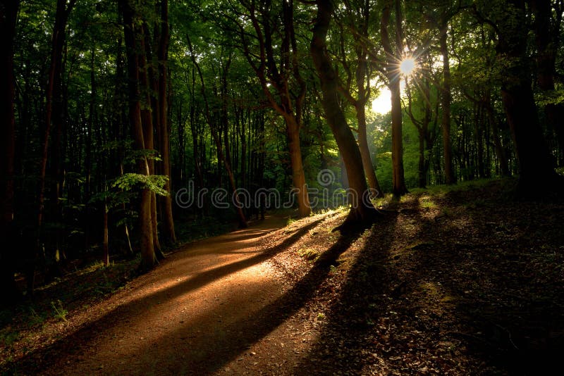 Empty Path of an Enchanting Forest in Magical Light Stock Photo - Image ...