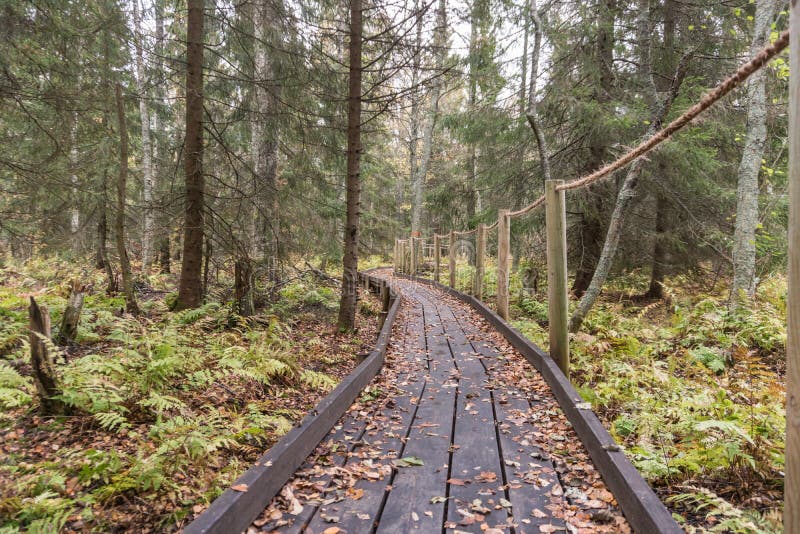 Empty Path in a Maze Garden for the Concept of Confusion Stock Image ...