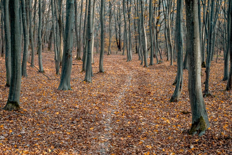 Empty Path through the Forest Stock Image - Image of green, grass ...