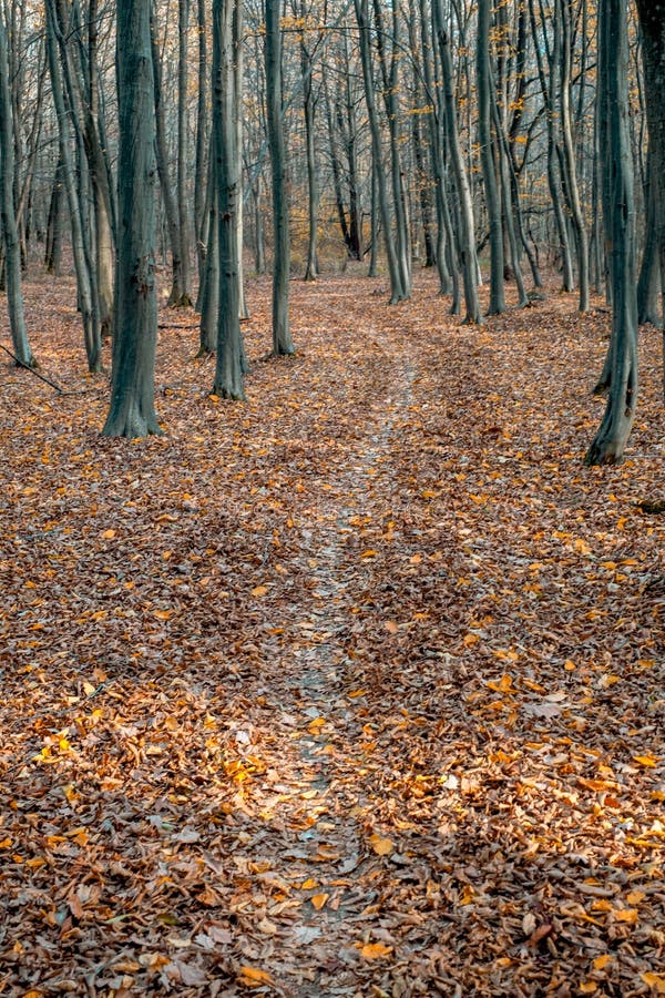 Empty Path through the Forest Stock Image - Image of shadow, casting ...