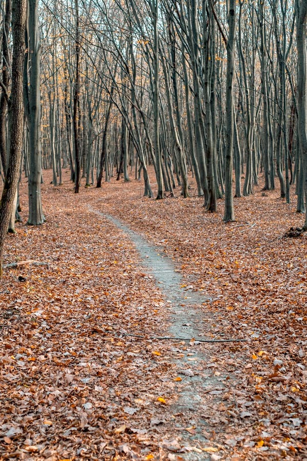 Empty Path through the Forest Stock Photo - Image of road, season ...