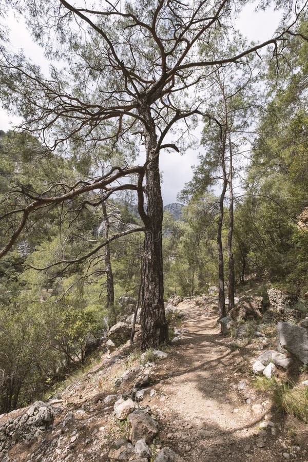 Empty path in forest stock image. Image of empty, outdoors - 268479805
