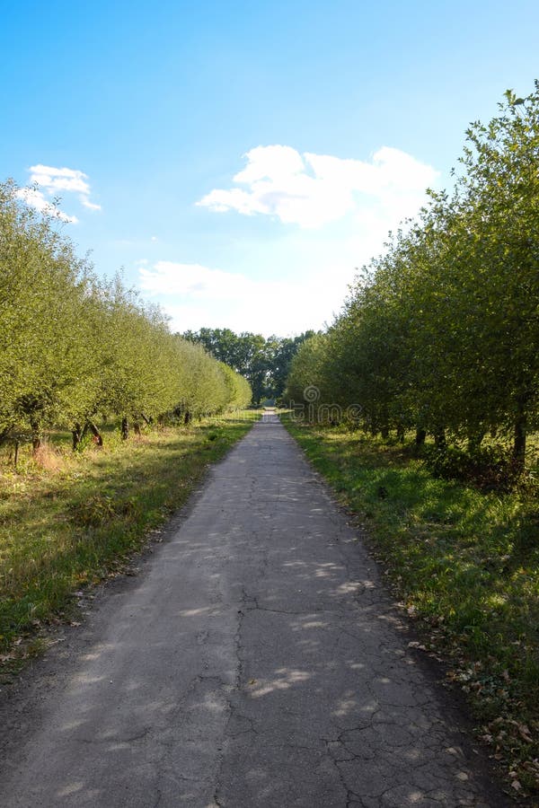 Empty Path Going Distance Perspective Summer Garden Stock Photos - Free ...