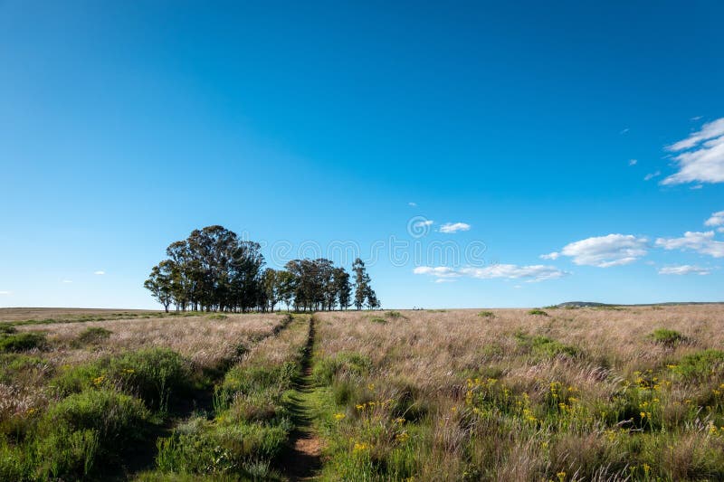 An Empty Path through a Grass Covered Field Under a Bright Blue Sky ...