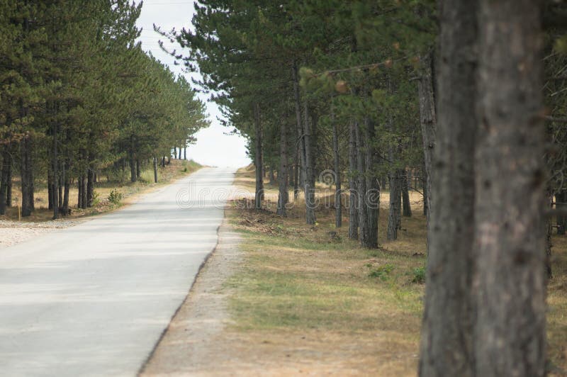 Empty path in park stock image. Image of empty, natural - 49129707